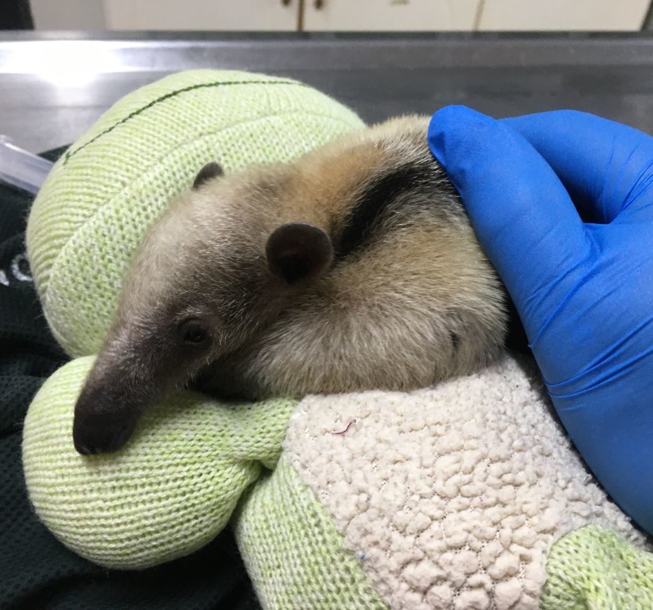 Vilde dyr i Costa Rica - Foreningen Dyrlæger uden Grænser